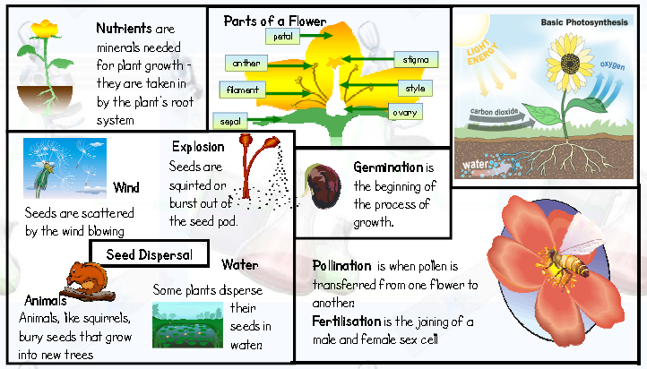 plants | Worth Valley Primary School